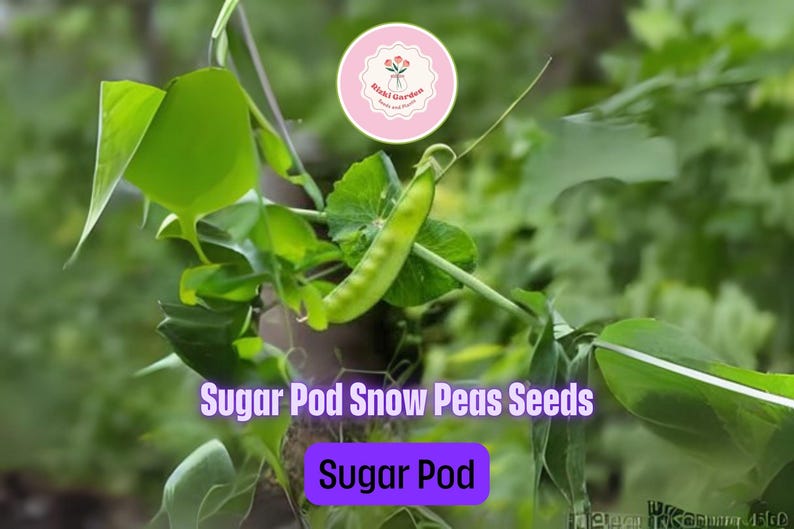 50 Sugar Pod Snow Pea Seeds | Crisp Edible Pods | Cool Season Vegetable ...