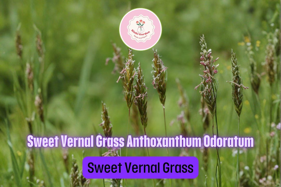 Anthoxanthum Odoratum | Sweet Vernal Grass | 300 Seeds | Fragrant ...