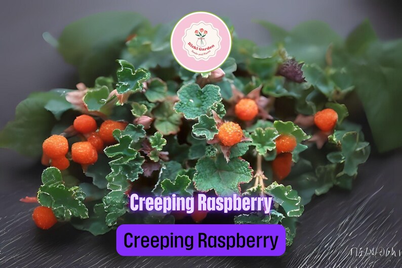 Taiwan Creeping Raspberry – Set of 4 Live Plants 6–12" Tall | Rubus ...