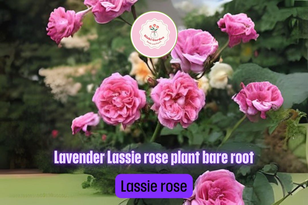 Lavender Lassie Rose | Live Bare Root Own Root Rose Plant | Climbing ...