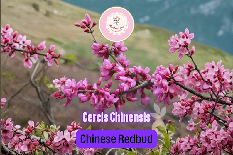Chinese Redbud Tree Seeds (cercis Chinensis) | Ornamental Flowering ...