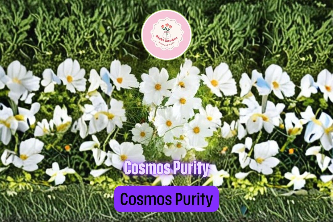 Cosmos Purity Flower Seeds – White Annual Garden Flower for Borders ...