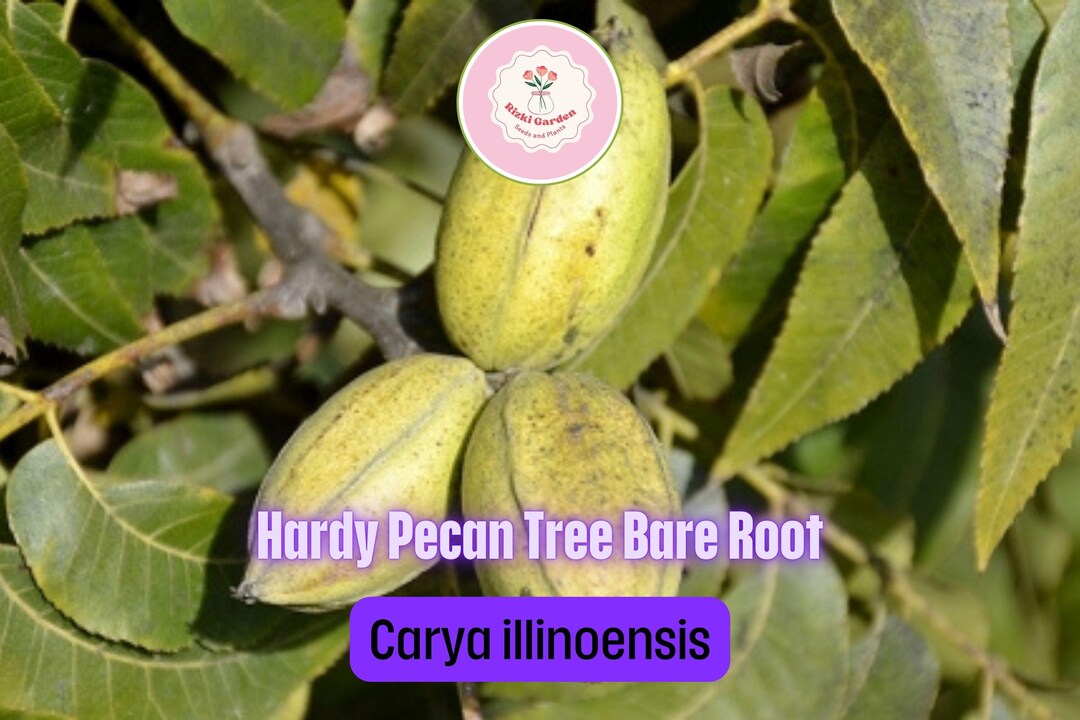 1 Hardy Pecan Tree - Carya Illinoinensis | 12–24” Tall Live Bare Root ...