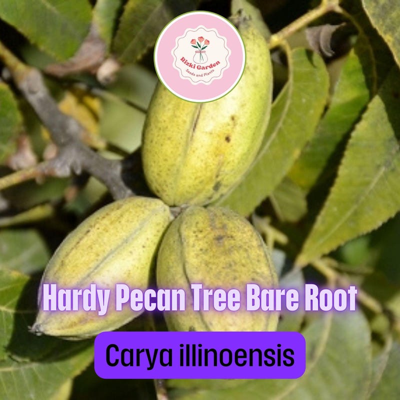 Pecan Tree - Etsy