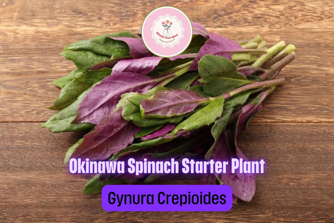 3 Okinawa Spinach Plants - Gynura Crepioides | Live Starter Perennial ...
