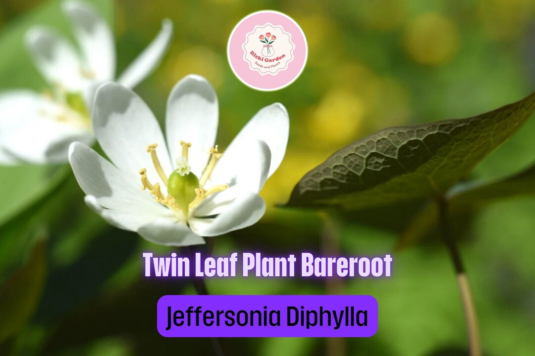 5 Twin Leaf Plants - Bare Root Jeffersonia Diphylla | Native Perennial ...