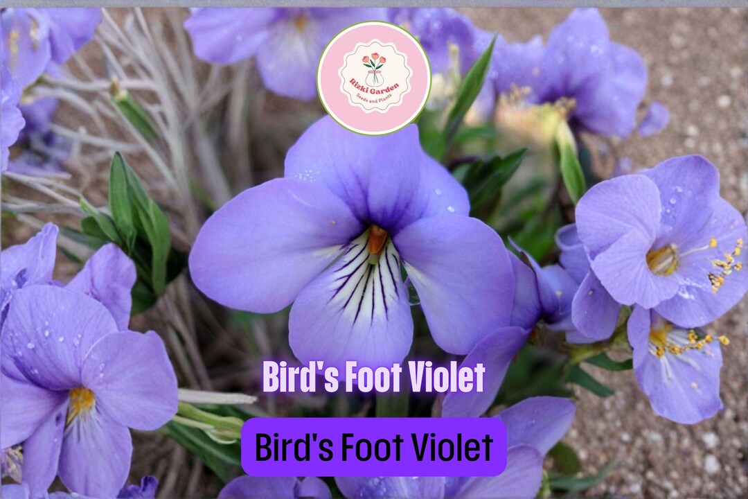 Bird’s Foot Violet (viola Pedata) – Perennial Bare Root Live Plant ...