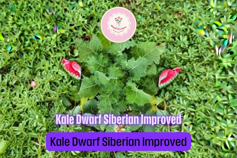 Dwarf Siberian Improved Kale Seeds – 500 Seeds – Brassica Napus for ...