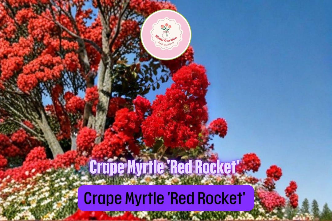 SUPER RARE Crape Myrtle ‘red Rocket’ – 5 Fresh Cuttings for Rooting or ...