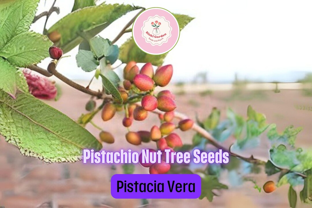 5 Pistachio Tree Seeds | Pistacia Vera | Non-gmo Nut Tree for Warm ...