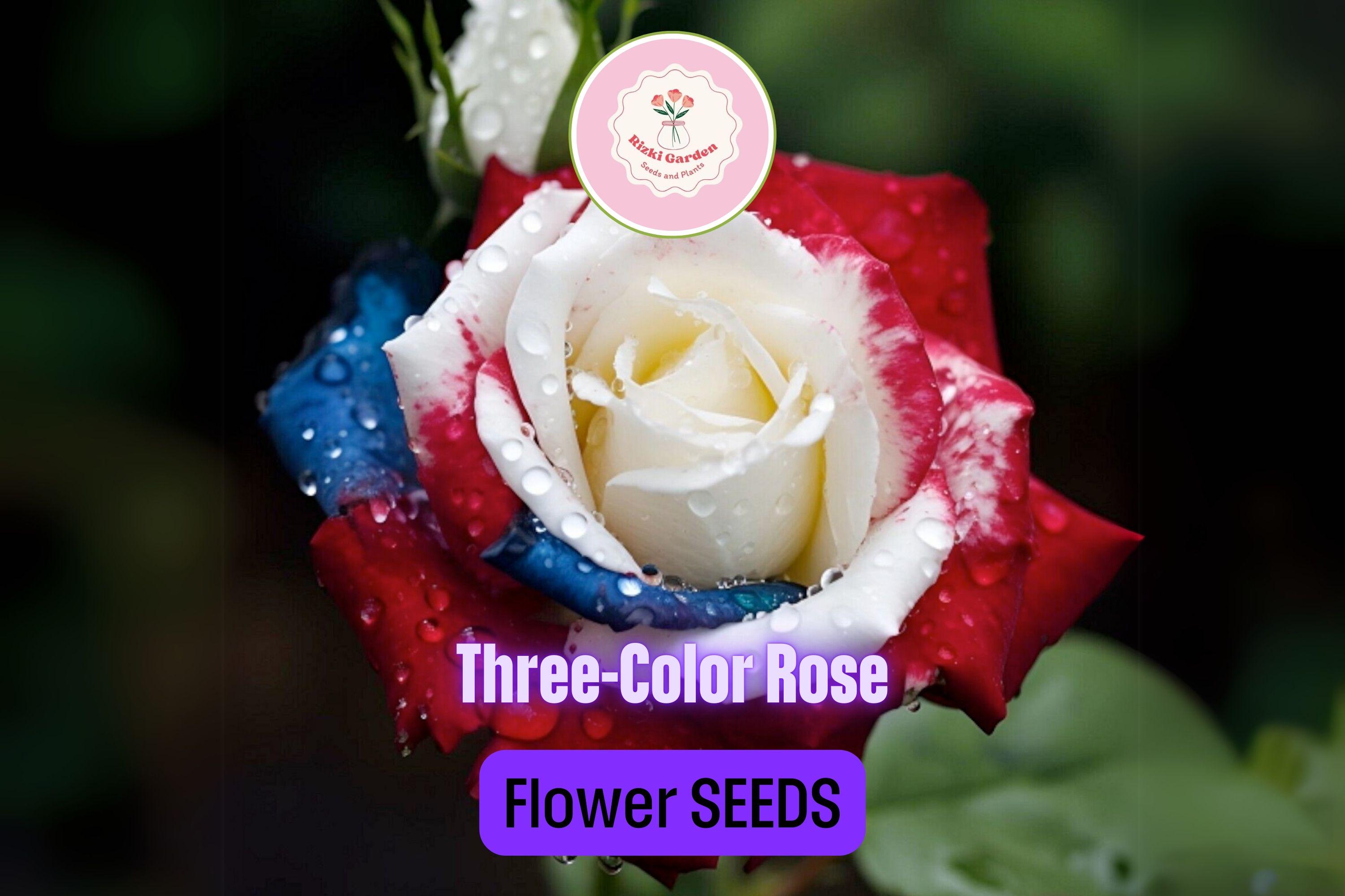 20 Three-color Rose Seeds – Unique Red, White & Blue Blooms – Heirloom ...