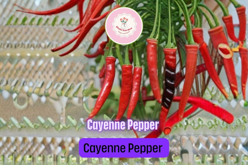 Cayenne Pepper (capsicum Annuum) – Live Organic Pepper Plant in 2in Pot ...