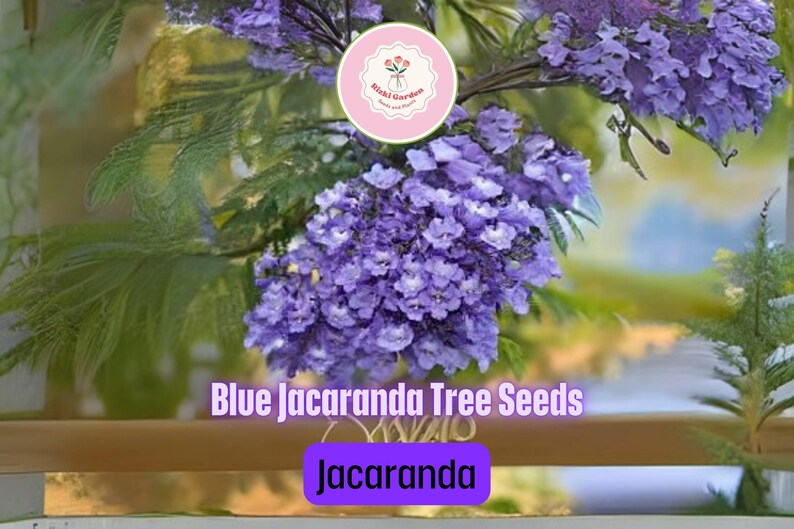 100 Blue Jacaranda Tree Seeds | Jacaranda Mimosifolia | Non-gmo Ornamental Tree With Purple-blue ...