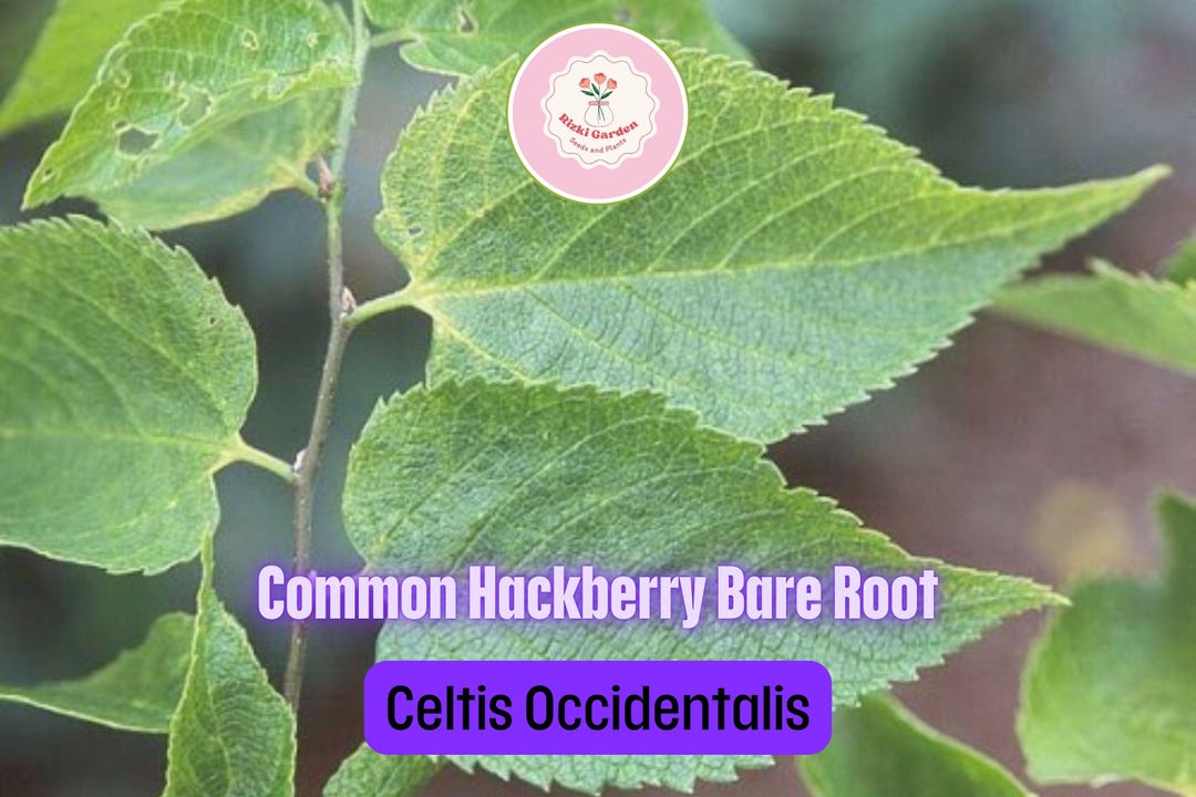 3 Common Hackberry Trees - Celtis Occidentalis | 12–18” Bare Root | 2 ...