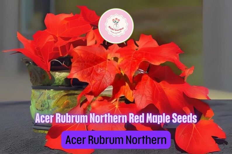 Acer Rubrum Northern Red Maple Seeds – 10 Seeds for Planting – Hardy ...