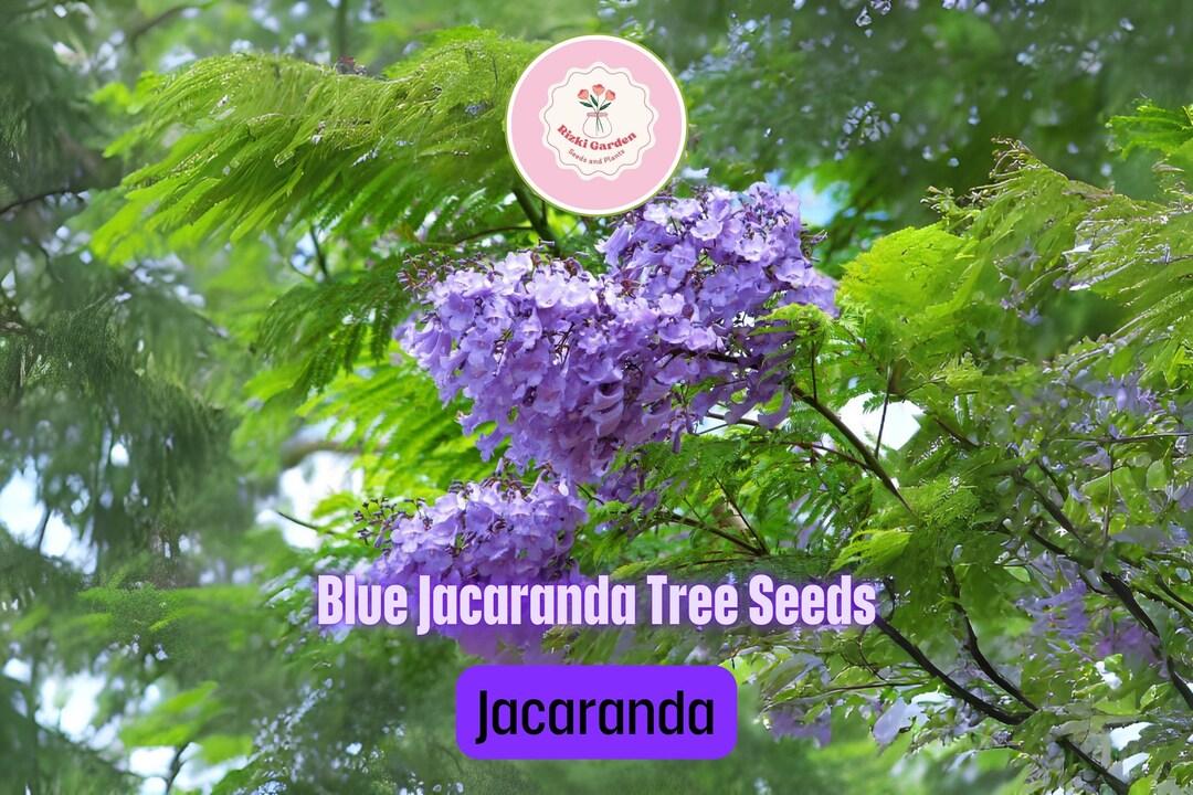 100 Blue Jacaranda Tree Seeds | Jacaranda Mimosifolia | Non-gmo Ornamental Tree With Purple-blue ...