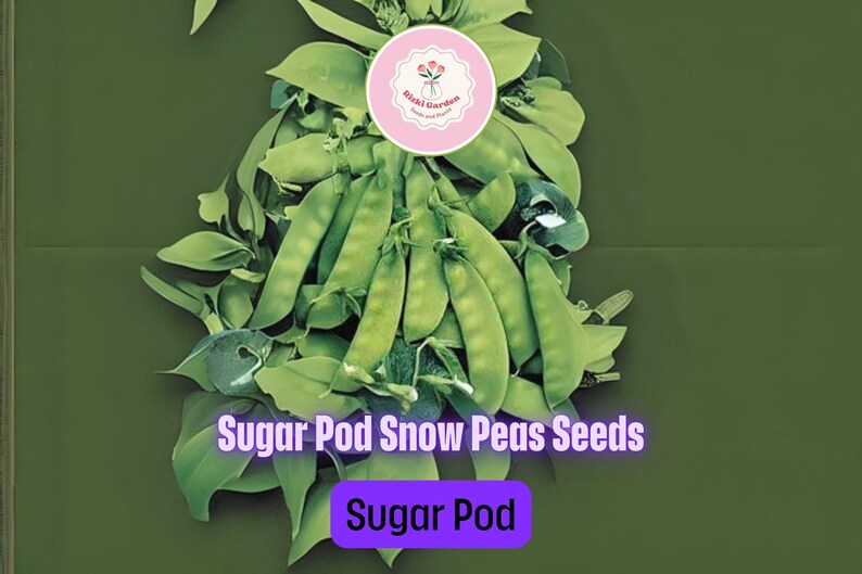 50 Sugar Pod Snow Pea Seeds | Crisp Edible Pods | Cool Season Vegetable ...