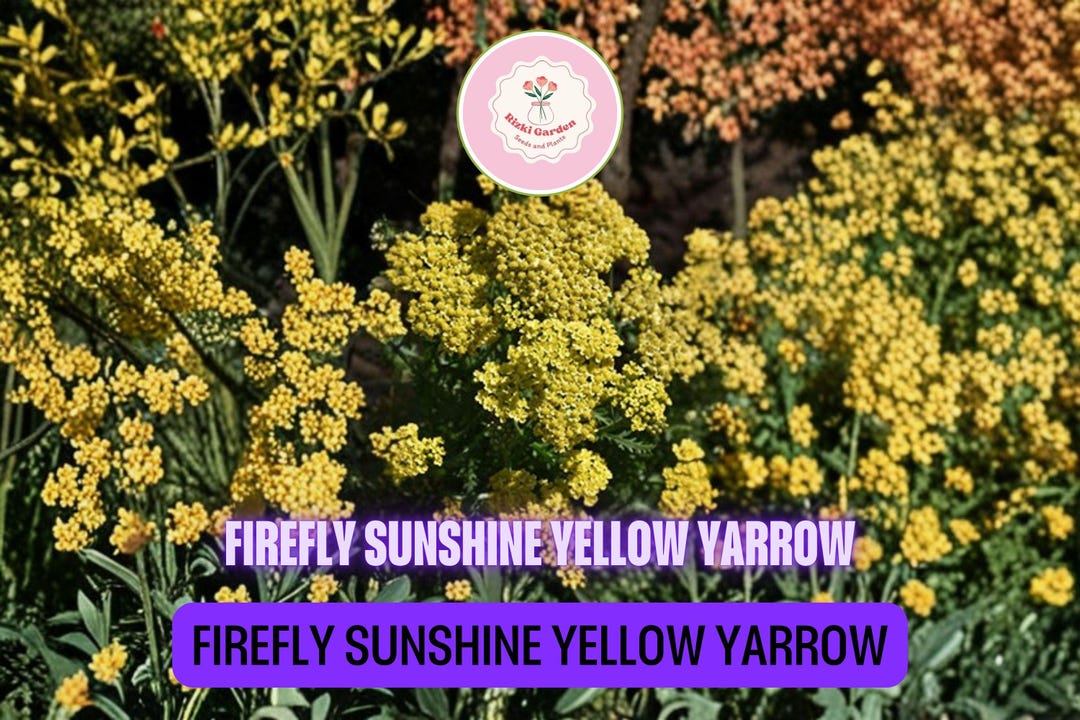 Firefly Sunshine Yellow Yarrow (achillea Millefolium) – Set of 2 Live ...