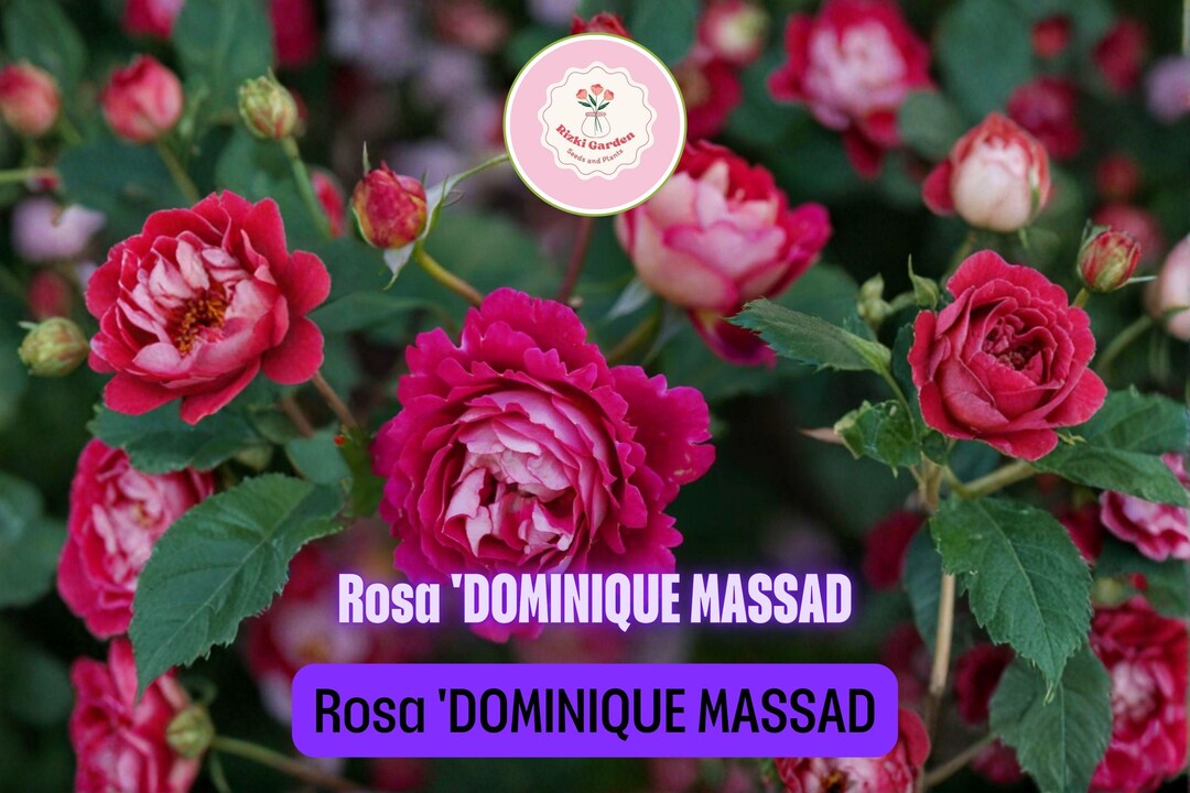 Dominique Massad Rose Starter Plant in 3 Inch Pot — Live Rose Bush for ...