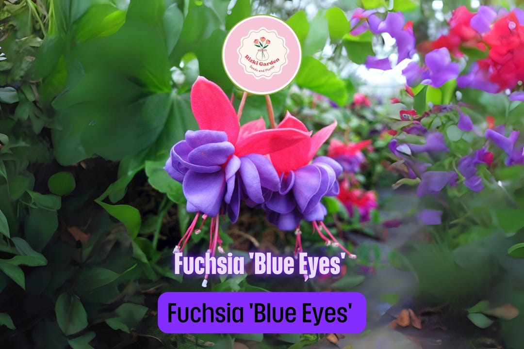 Fuchsia ‘blue Eyes’ Live Plant Plug – Hardy Starter Plant for Hanging ...