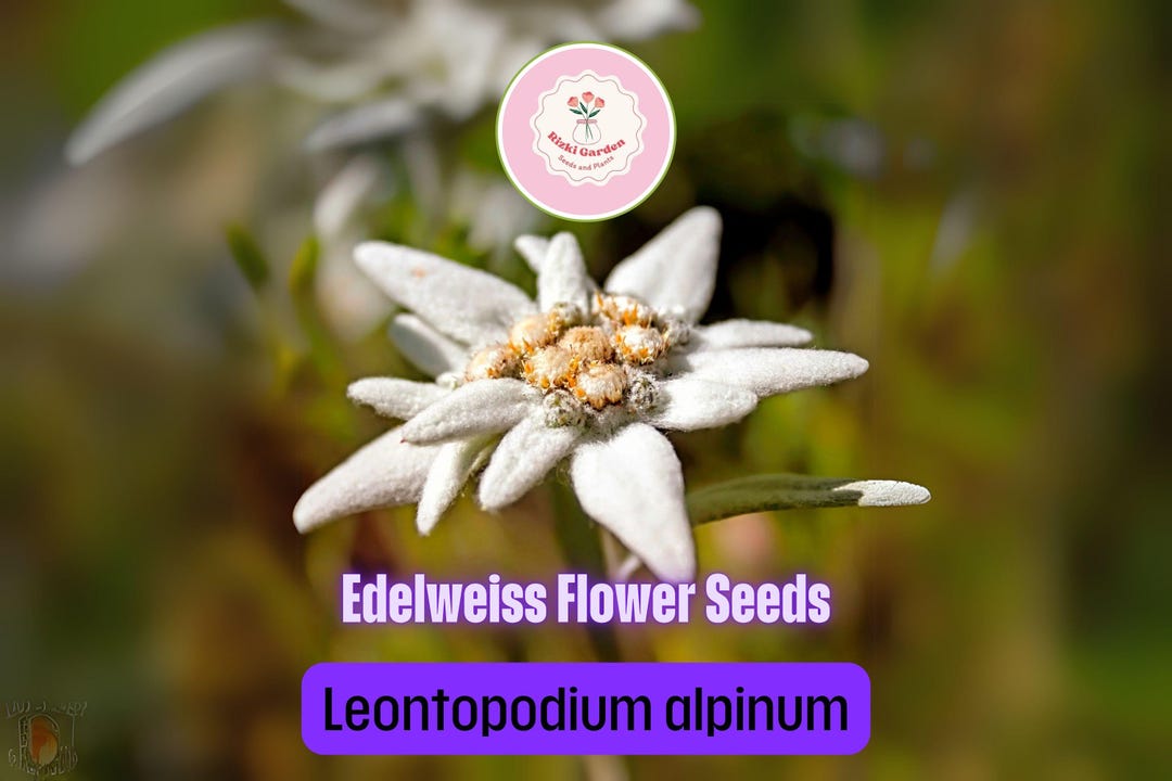 Edelweiss Flower Seeds for Planting (30 Seeds) – Leontopodium Alpinum ...