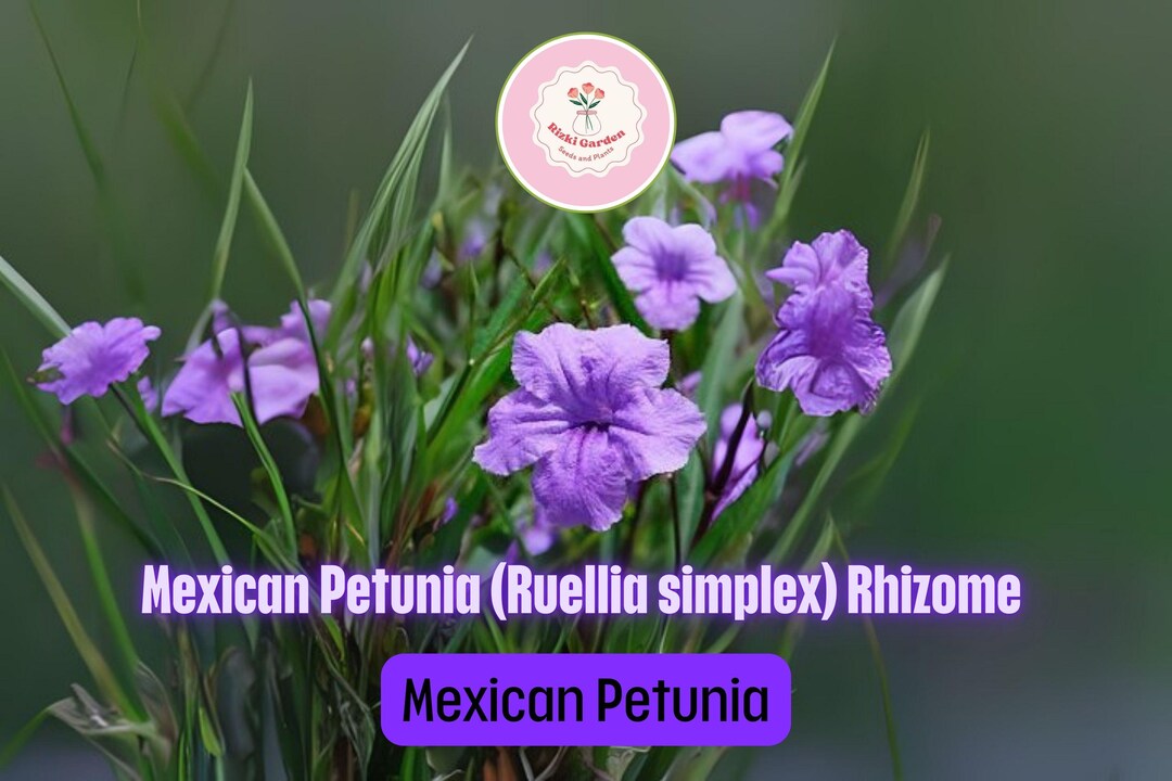 Mexican Petunia | 6 Live Rhizome Root Cuttings | Ruellia Simplex Hardy ...