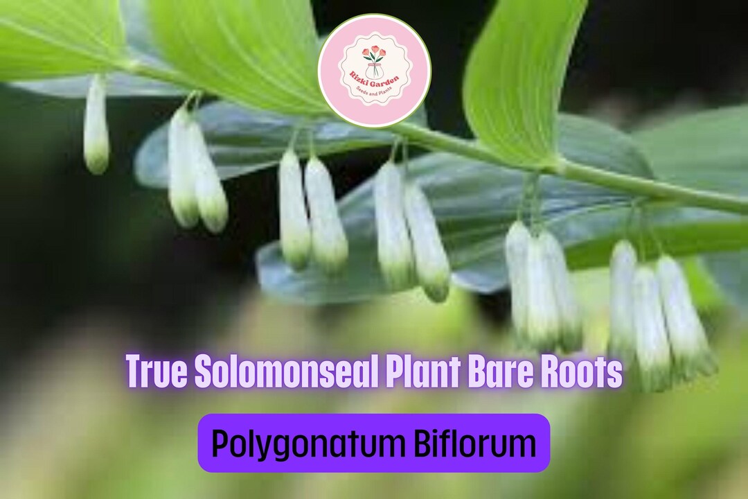 10 True Solomon’s Seal Plants - Bare Root Polygonatum Biflorum | Shade ...