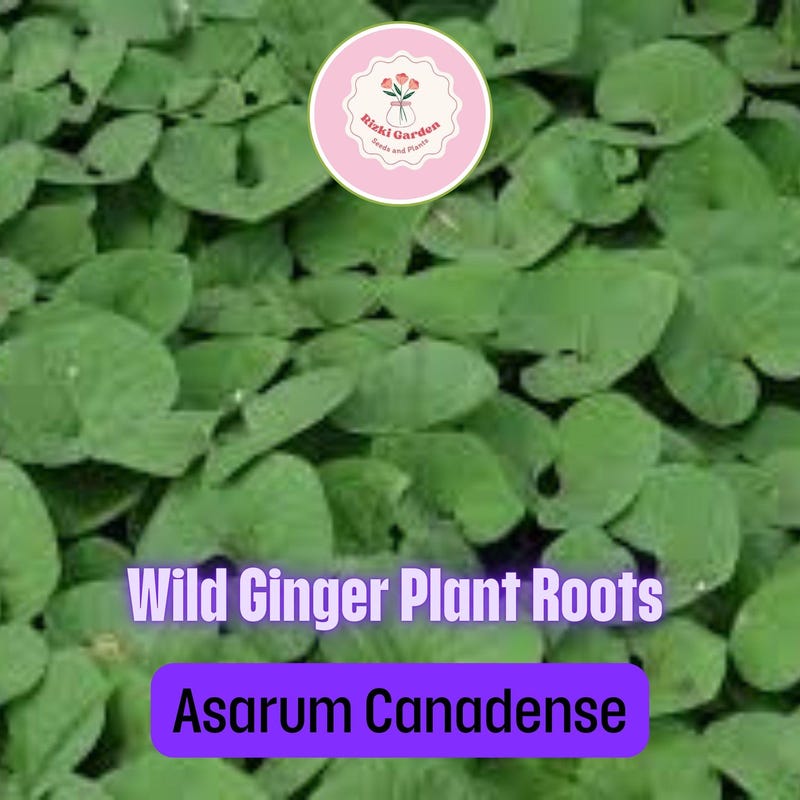 Ground Cover for Shade - Etsy