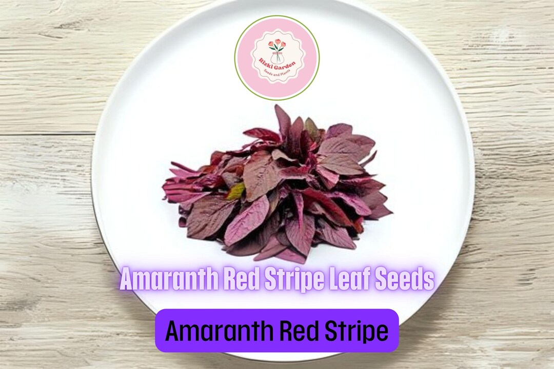 4x 500mg Amaranth Red Stripe Leaf Seeds – Edible Red Beauty Tricolor ...
