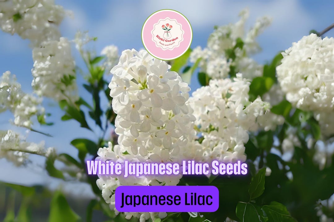 25 White Japanese Lilac Tree Seeds | Syringa Reticulata | Fragrant ...