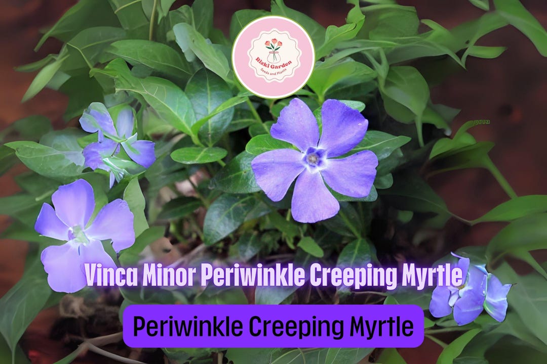 Vinca Minor Periwinkle – 100+ Live Plants | Creeping Myrtle Evergreen ...