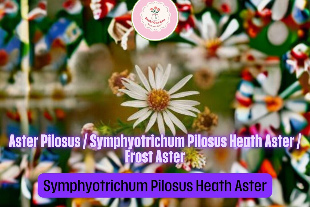 Aster Pilosus Seeds – Heath Aster | Frost Aster | Symphyotrichum ...