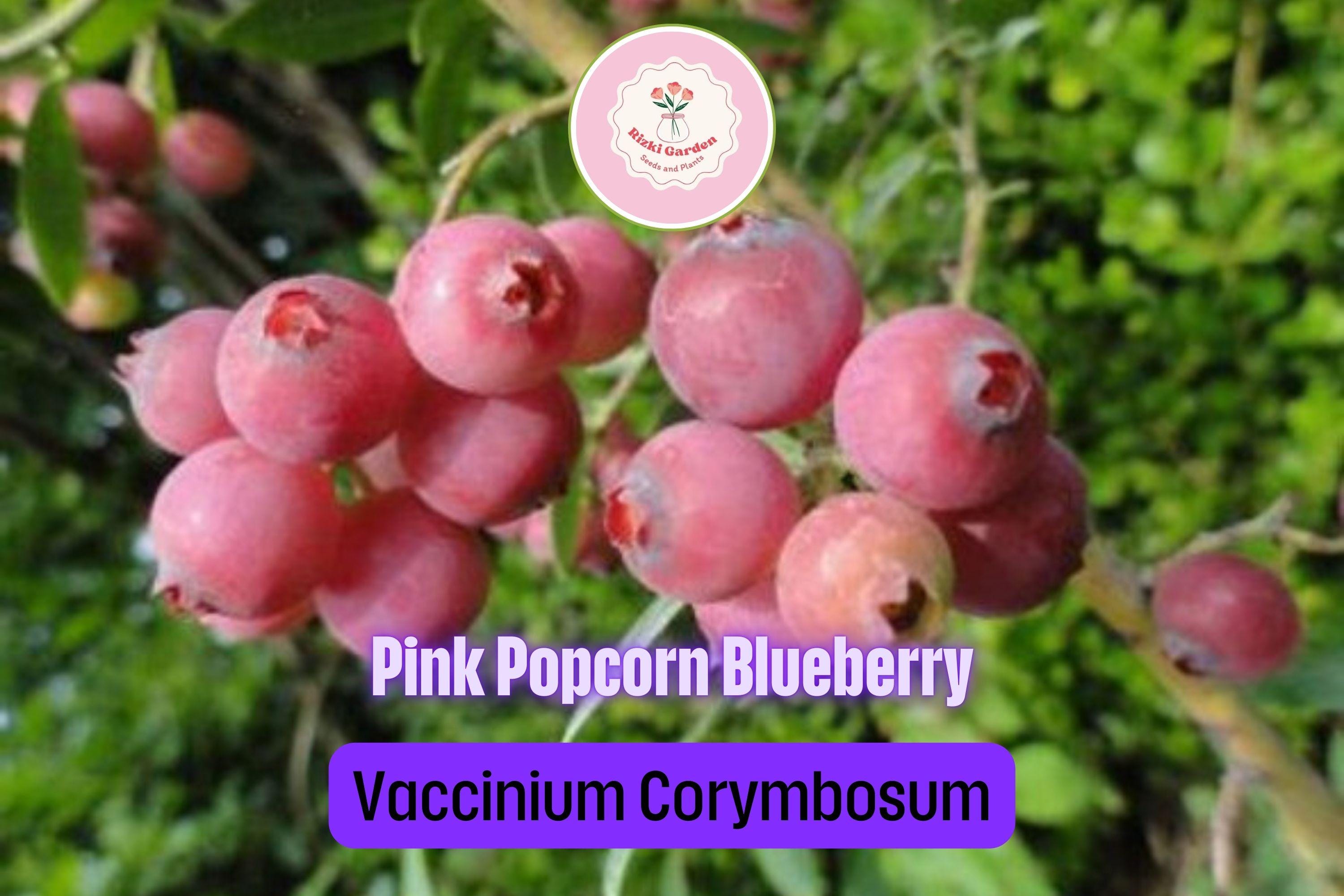 3 Pink Popcorn Blueberry Plants - Vaccinium Corymbosum | Live Starter ...