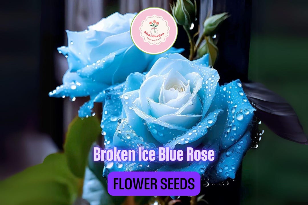20 Broken Ice Blue Rose Seeds - Rare Heirloom Variety - Unique Frosted ...