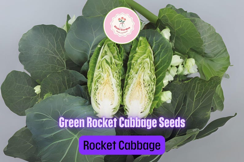 30 Green Rocket Cabbage Seeds | Fast-growing Chinese Cabbage | Crisp ...