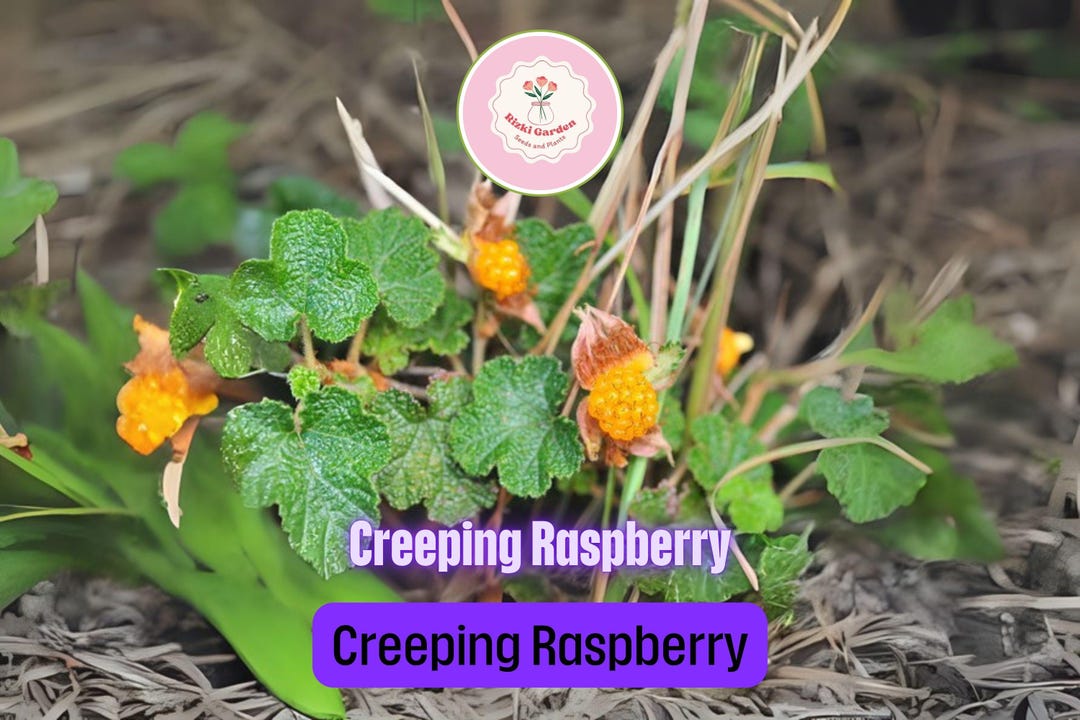 Taiwan Creeping Raspberry – Set of 4 Live Plants 6–12" Tall | Rubus ...
