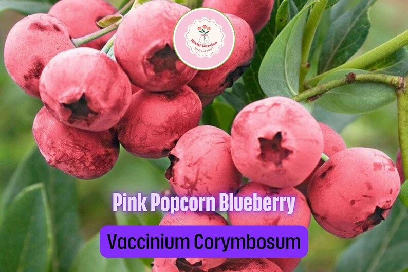3 Pink Popcorn Blueberry Plants - Vaccinium Corymbosum | Live Starter ...