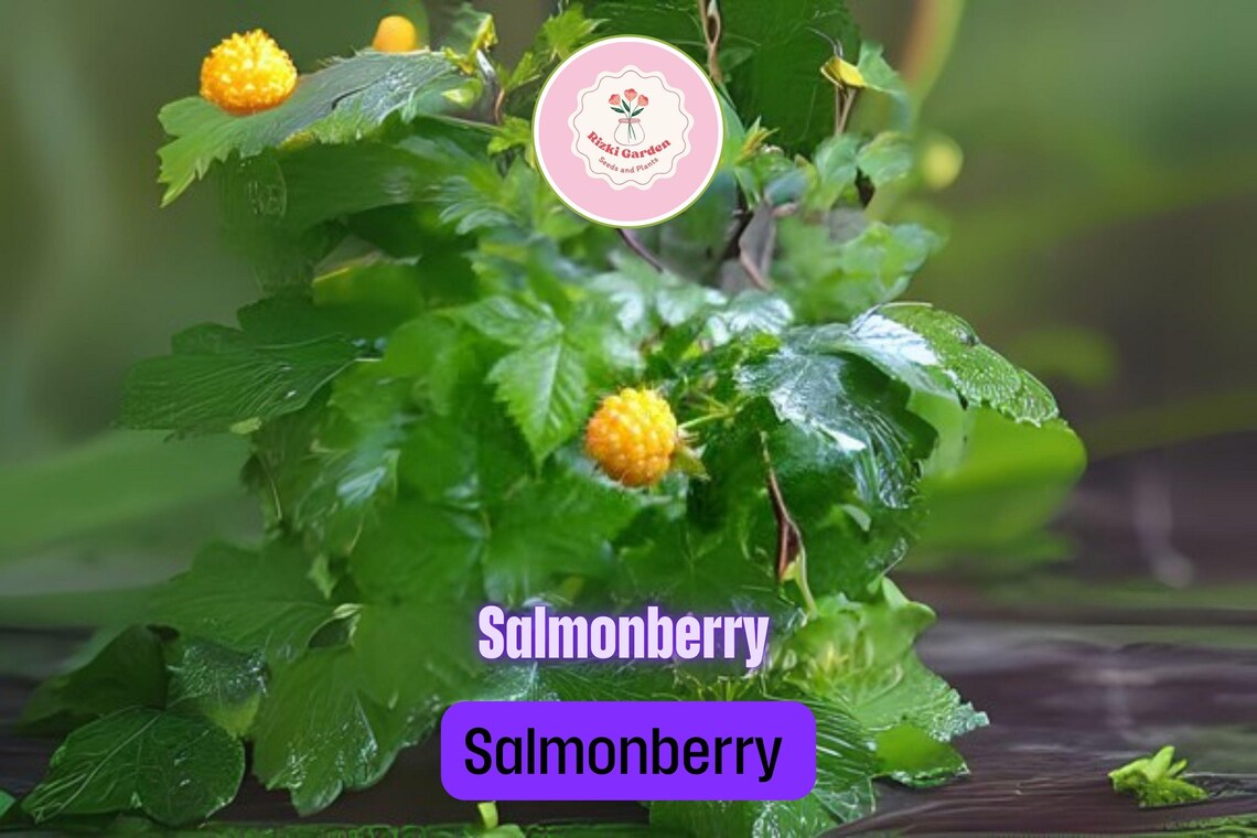 Salmonberry – 5 Root Cuttings Live Plants | Rubus Spectabilis Rhizomes ...