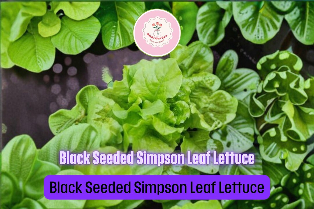 Black Seeded Simpson Leaf Lettuce Seeds – 1000 Seeds – Heirloom Loose ...