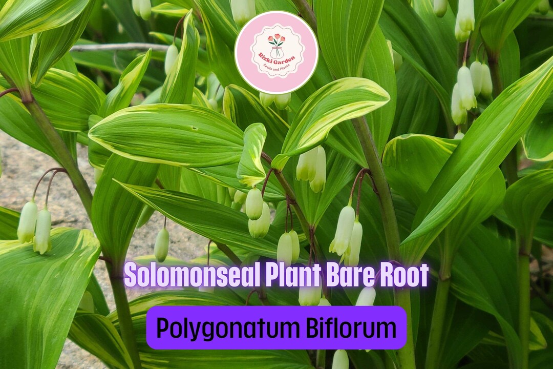 3 True Solomon’s Seal Plants - Bare Root Polygonatum Biflorum ...