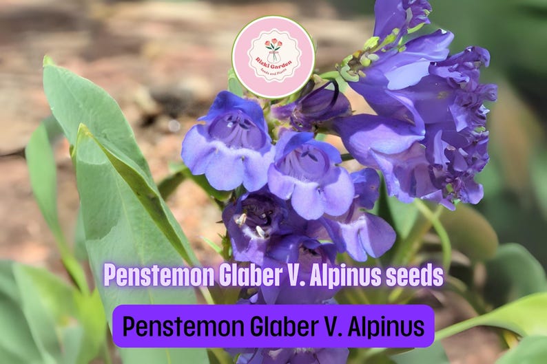 Penstemon Glaber Var. Alpinus Seeds – 3pcs X 100mg Alpine Penstemon ...