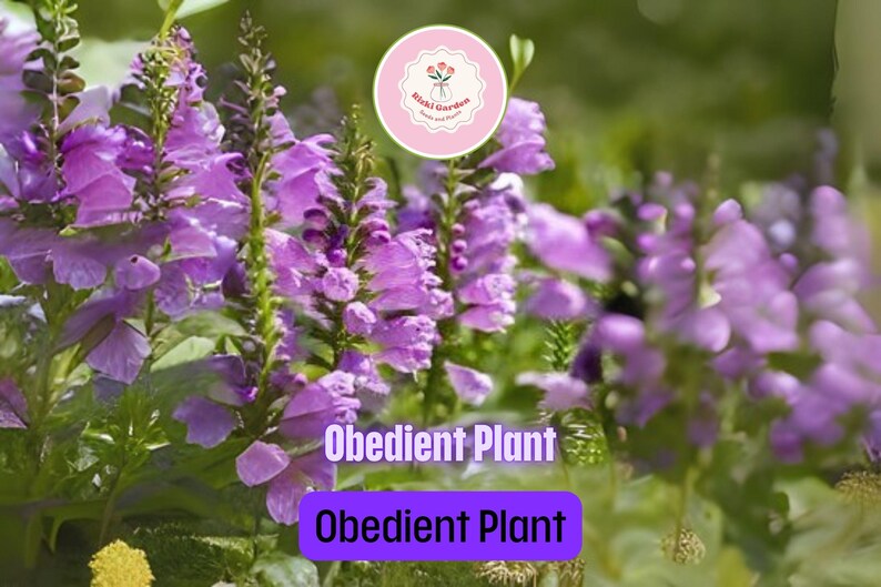 25 Obedient Plant Bare Root Perennials – Organically Grown Physostegia ...