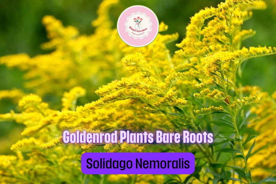 3 Goldenrod Plants - Bare Root Solidago Nemoralis | Native Pollinator ...