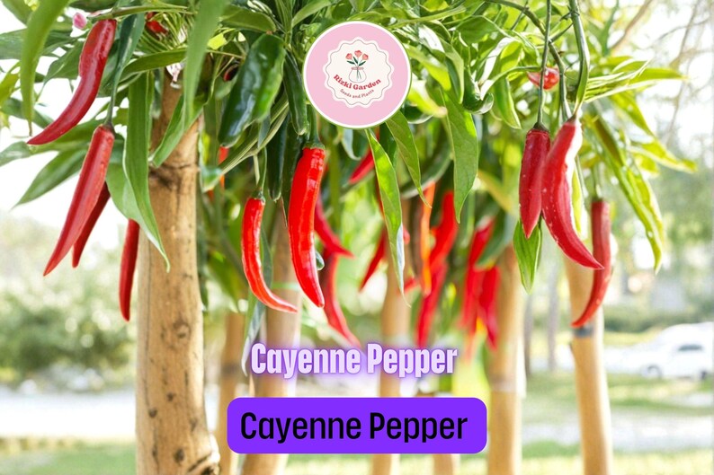 Cayenne Pepper (capsicum Annuum) – Live Organic Pepper Plant in 2in Pot ...