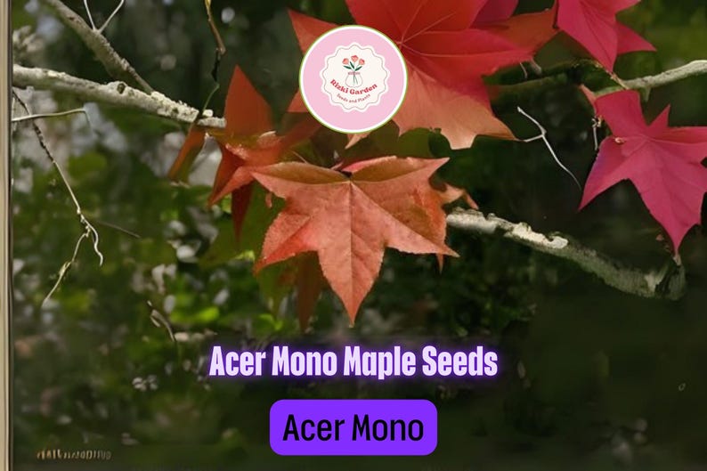 Acer Mono Maple Seeds – 10 Seeds for Planting – Rare Hardy Tree With ...