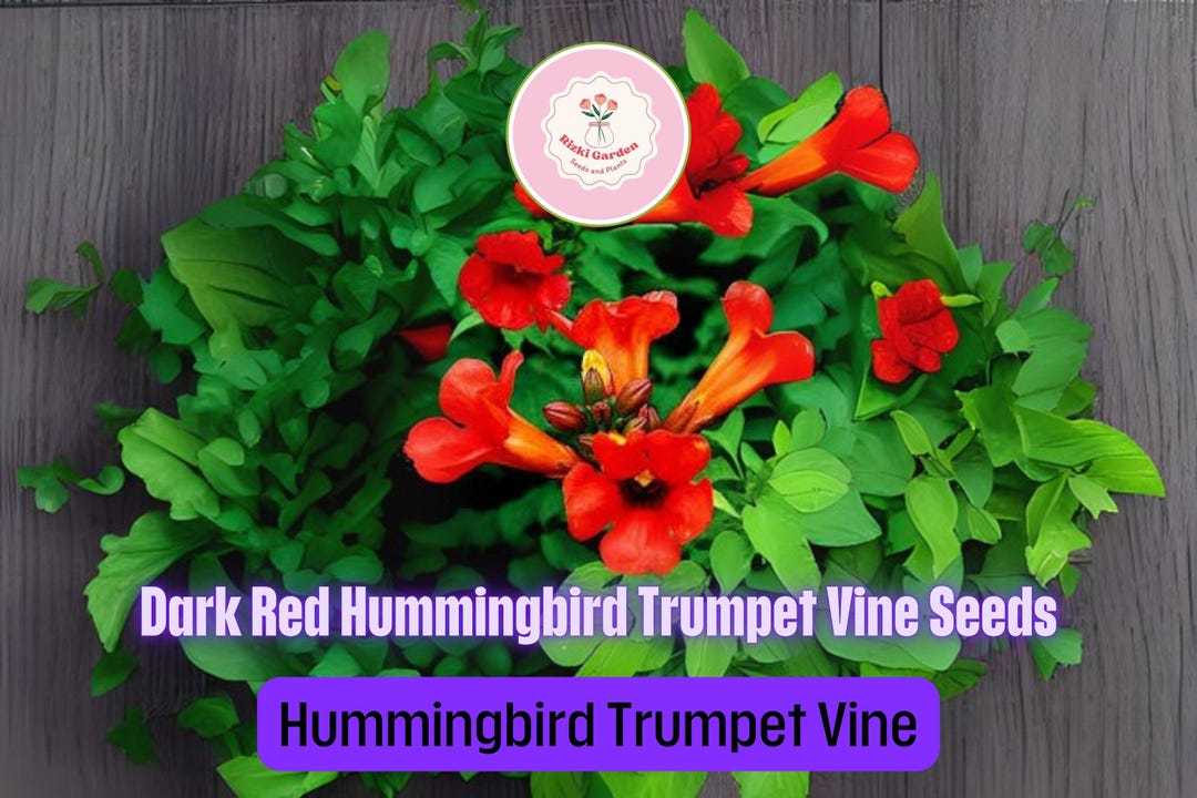 20 Dark Red Hummingbird Trumpet Vine Seeds – Hardy Perennial Flowering ...