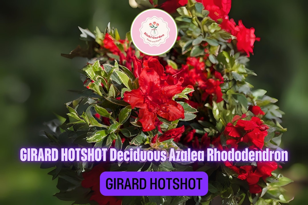 Girard’s Hot Shot Azalea – Live Deciduous Rhododendron Shrub With Fiery ...