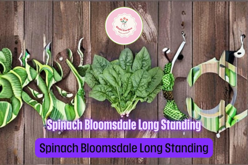 Bloomsdale Long Standing Spinach Seeds – 100 Seeds – Spinacia Oleracea ...