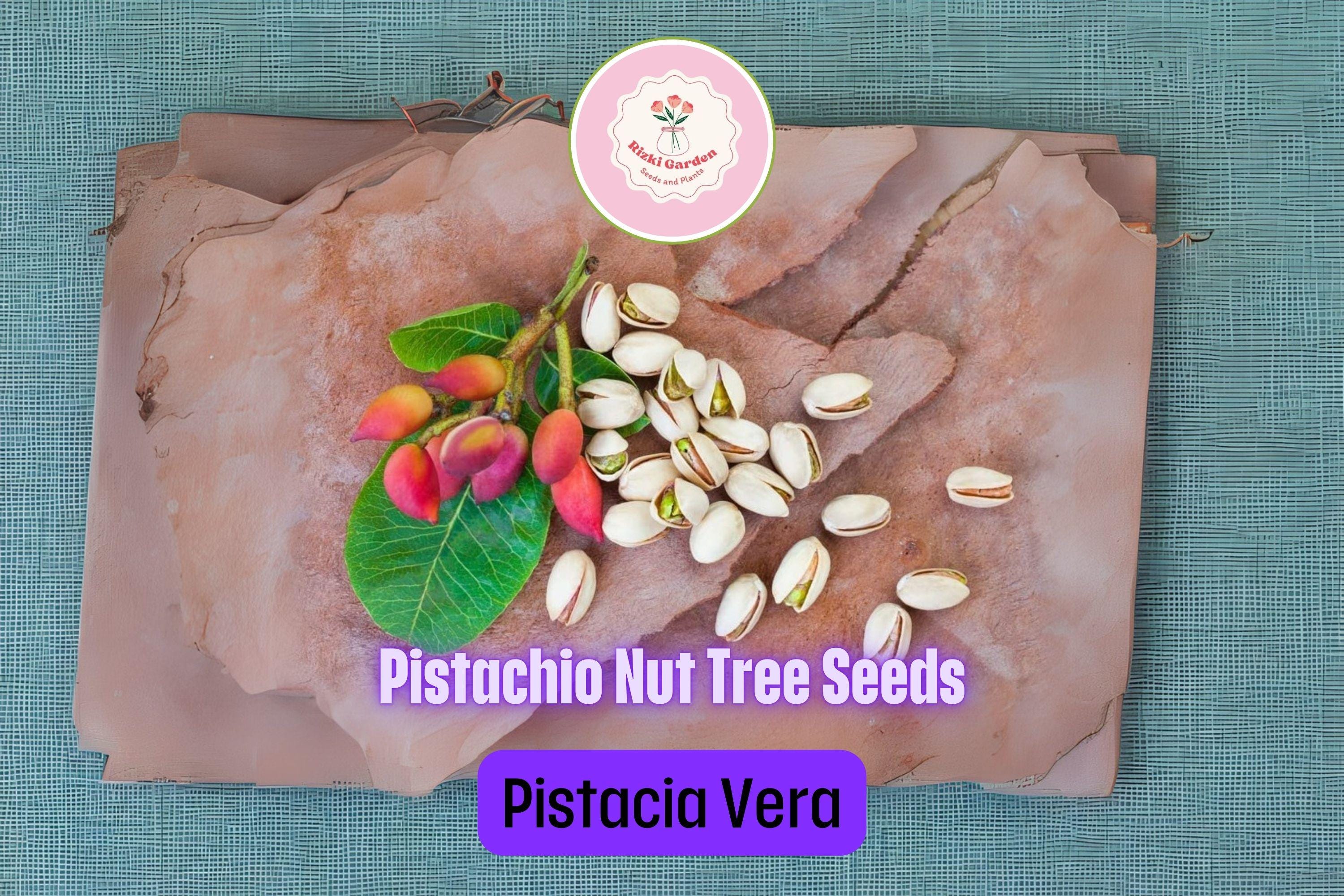 6 Pistachio Tree Seeds | Pistacia Vera | Grow Nut-producing Trees ...