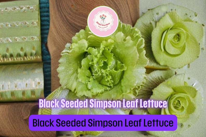 Black Seeded Simpson Leaf Lettuce Seeds – 1000 Seeds – Heirloom Loose ...
